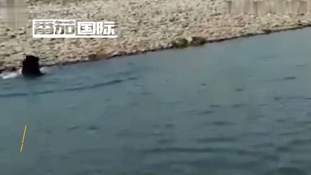 林业管理员营救黑熊 却被黑熊追到水库里撕咬