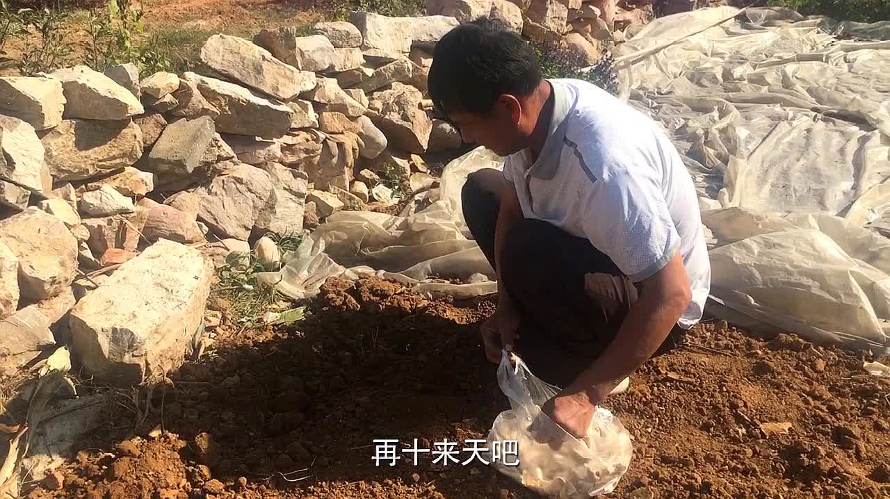 喜欢吃蒜苗的朋友注意了!大叔教你这种种植方法,十天就出芽