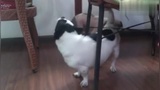 奇葩狗狗用椅子挠痒痒,边挠边摇头边叫[高清]