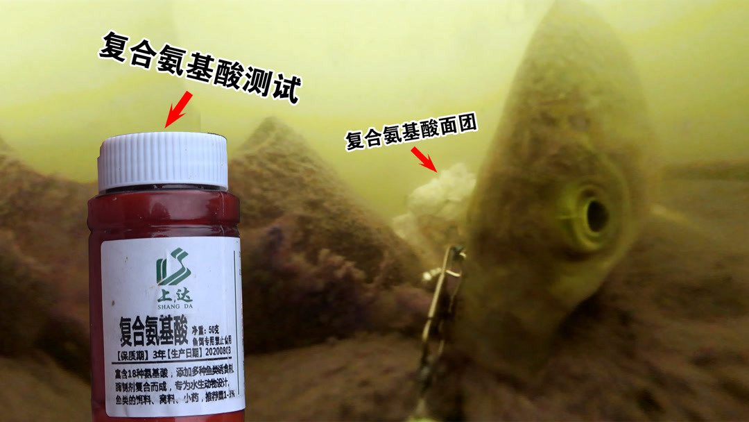 复合氨基酸究竟有没有促进鱼进食的效果?水下摄像头为你解开谜团