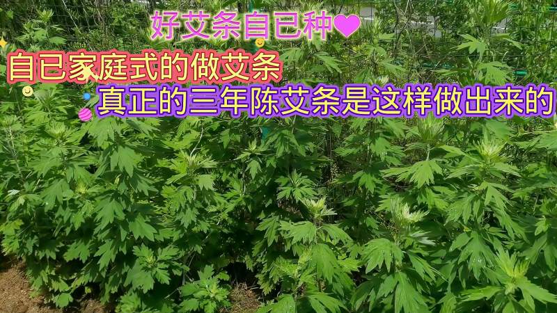 种艾叶,储存,做艾条,发往全世界,做好艾条我们是认真的