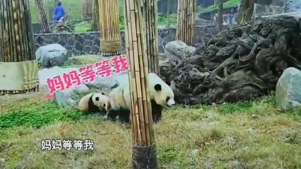 这只才出生不久的大熊猫是在是太可爱了,全动物园最可爱