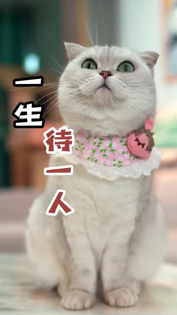 「真实故事改编」养了猫的人才懂一旦认定你你就是他唯一的主人