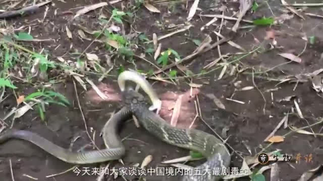 中国排名前五的剧毒蛇,眼镜王蛇排第二,第一名遇到了躲