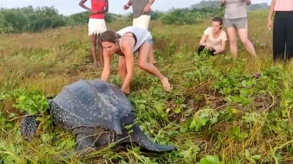 世界第三大的乌龟,牙齿能把食物嚼的粉碎,可眼神却不太好!