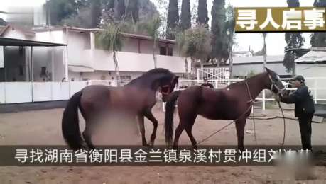 动物世界大棕马怎样交配视频