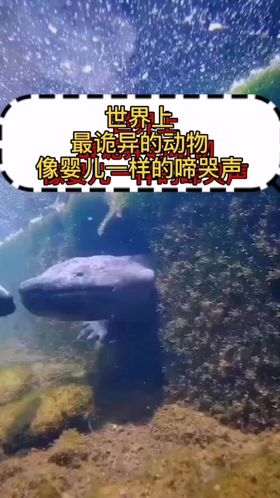 世界上最诡异的动物,像婴儿一样的啼哭声