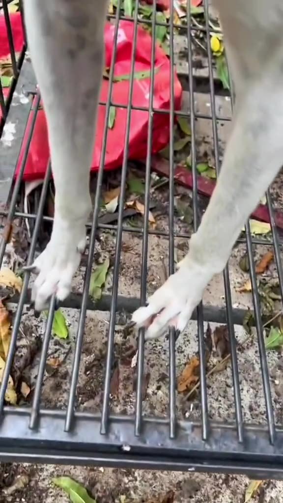 好养的三种小型犬十分适合有小孩的家庭饲养