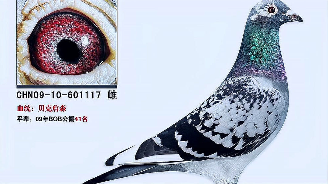 白条信鸽,三大等级,你了解吗!