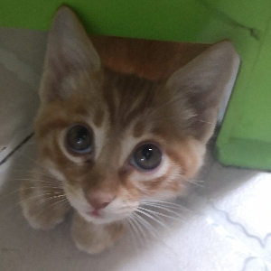 吃葡萄不吐葫芦娃 