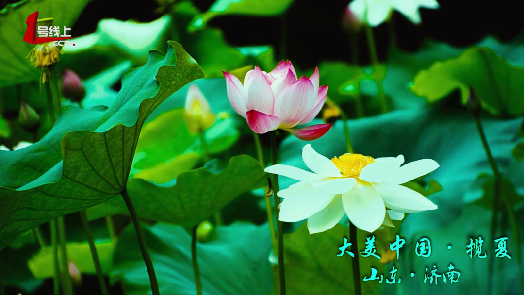 你还记得大明湖畔的“夏雨荷”吗?
