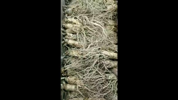 吃人参能起到什么作用,我也不知道我就以为好吃在就是贵,