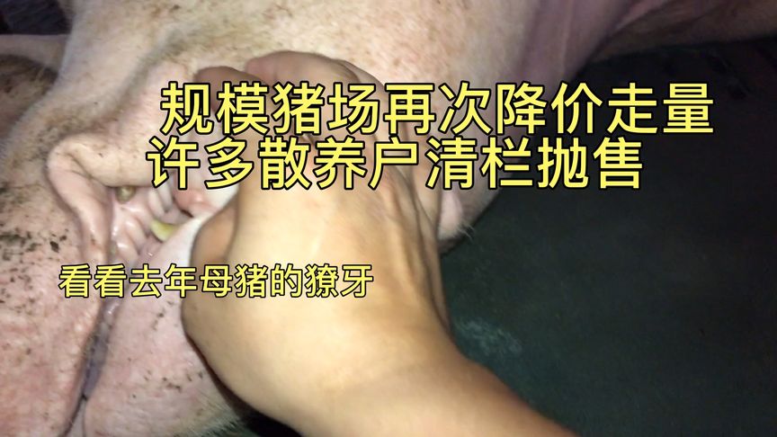 规模猪场再次降价走量,许多散养户抛售加剧!8月猪价还能涨吗?