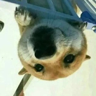 内蒙古胖哥