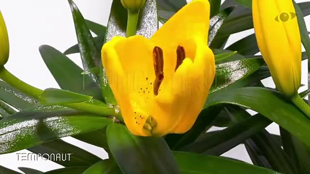 花朵从花苞到盛开的全过程,打开的那一刹那太美了