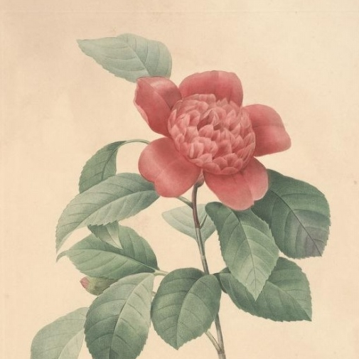 青青草儿校园季 