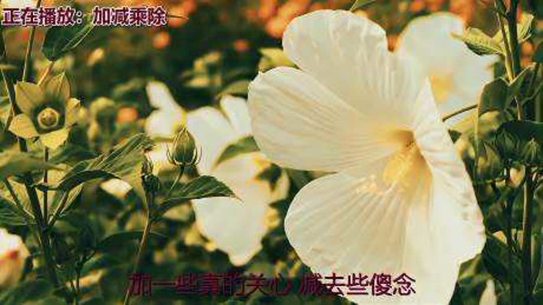 经典老歌:《加减乘除》好听醉了,只愿今生与你共厮守!