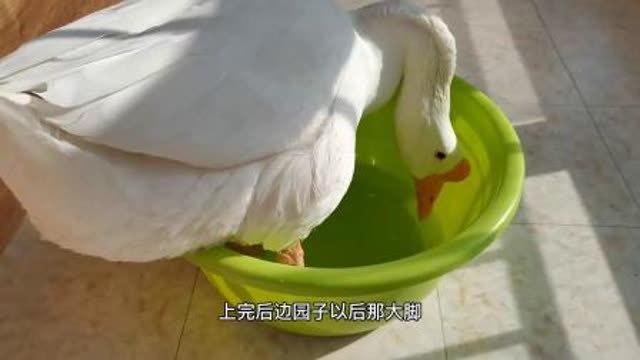 看它有多开心!为啥狗狗在生气?