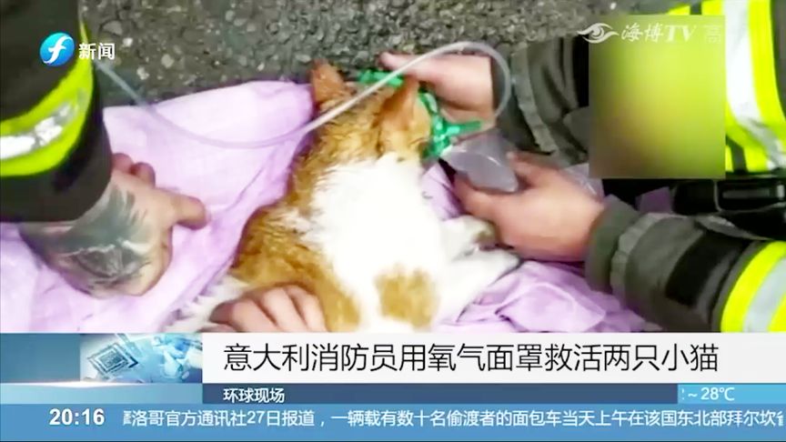 意大利:消防员用氧气面罩救活俩小猫,一起看看这暖心的一幕