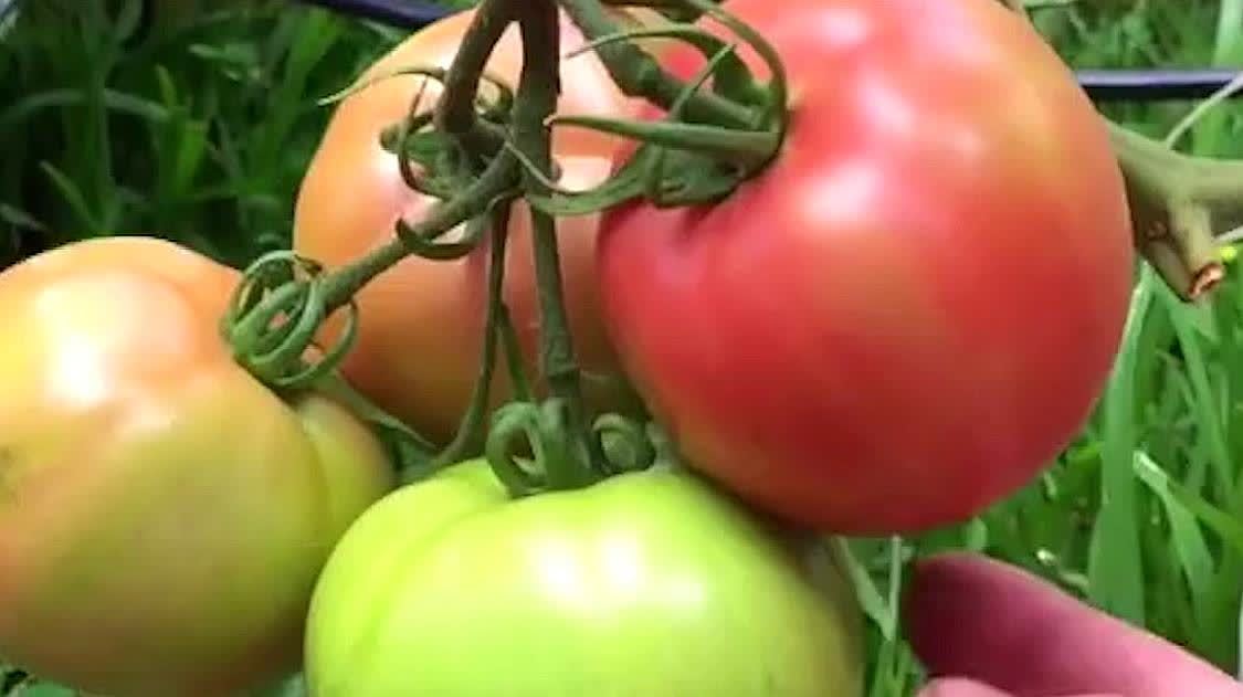 每家都会种西红柿,西红柿怎么高产种植?专家教你这三个方法