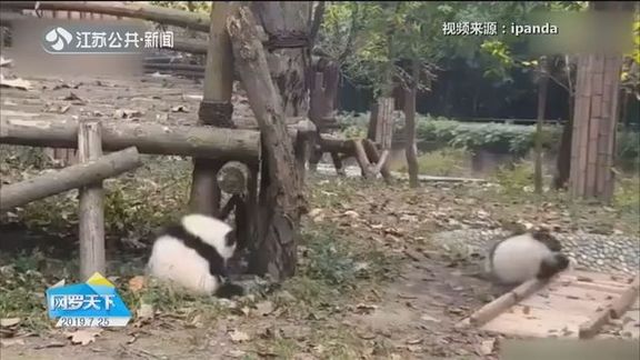 “圆滚滚”的欢乐!熊猫宝宝翻滚合集,像极了在床上撒欢的你