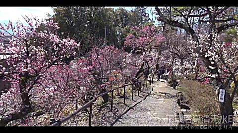 s248 2k画质桃花盛开樱花开花美景桃花树实拍大自然景色视频素材ae...