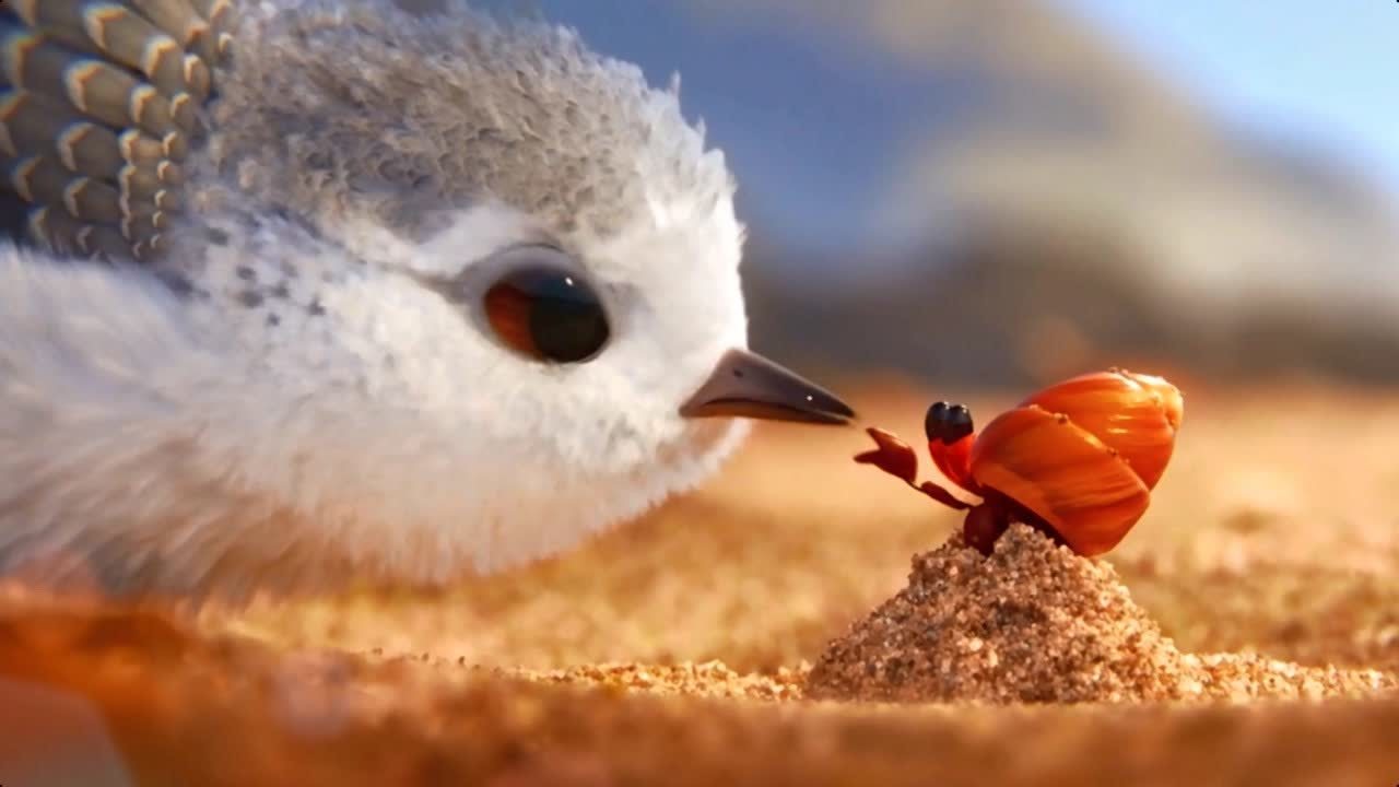 每一帧都是壁纸!年轻孩子必看,奥斯卡最佳动画《鹬》