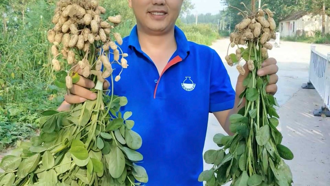 专家呼吁:种植花生,增产不能单靠3遍药,这个更重要