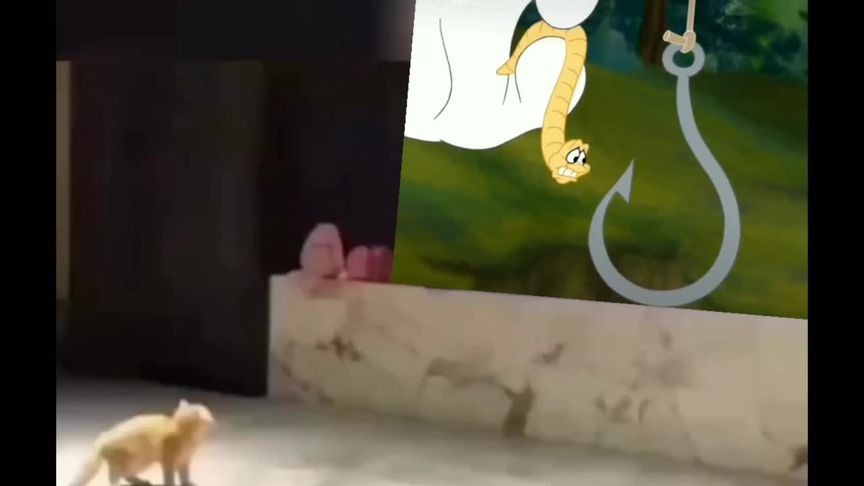 #猫和老鼠 #猫咪的迷惑行为小可爱#搞笑图片