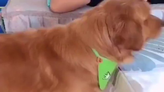  
 金毛看见家里着火了,金毛的做法让人直呼,真聪明