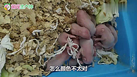 出生7天的小仓鼠死掉了,主人却不知道小仓鼠怎么死的,伤心