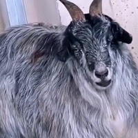 开心奋斗的 