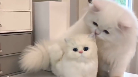 我是一只波斯猫,高贵、优雅、有脾气