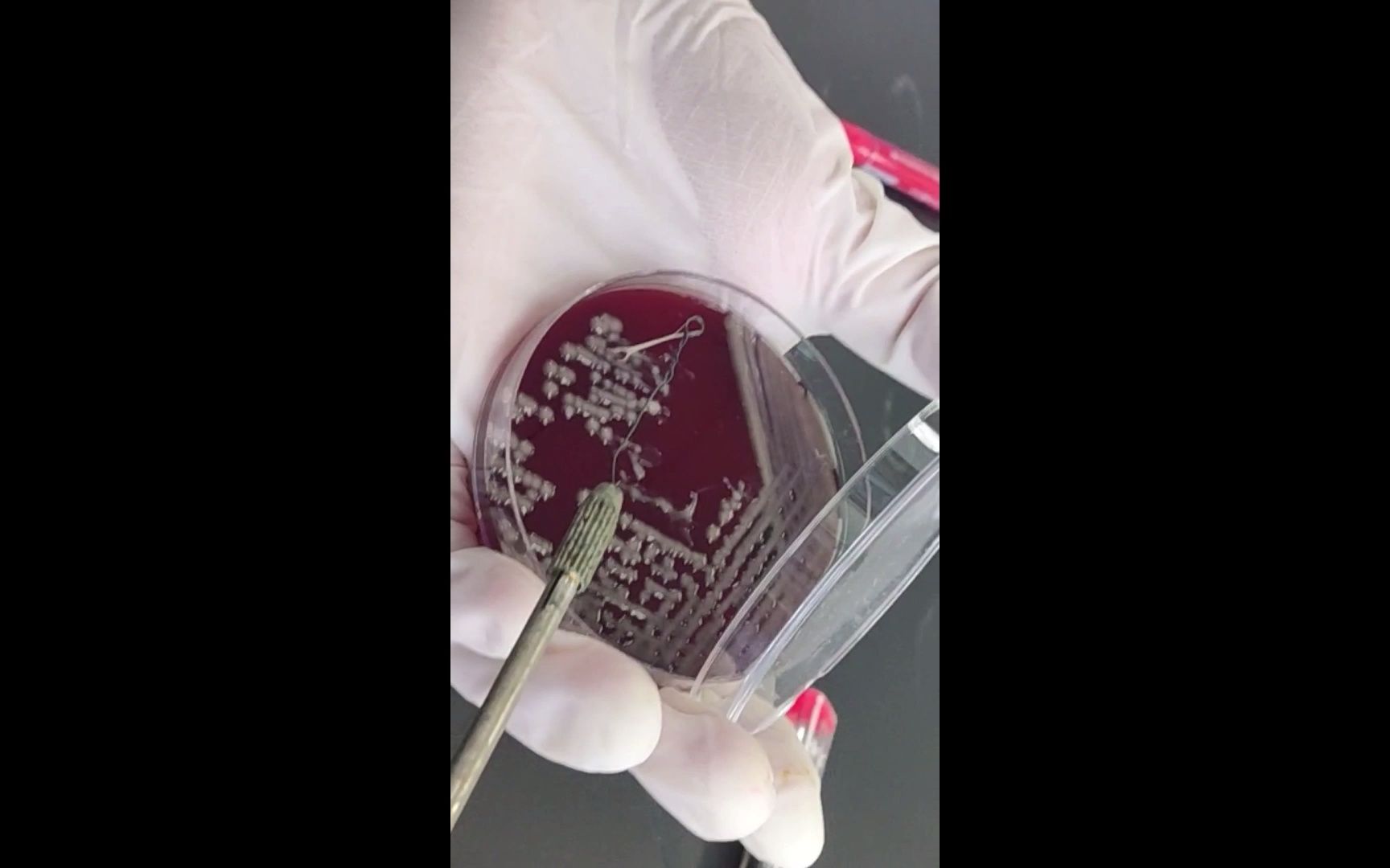 微生物检验之肠杆菌属鉴定