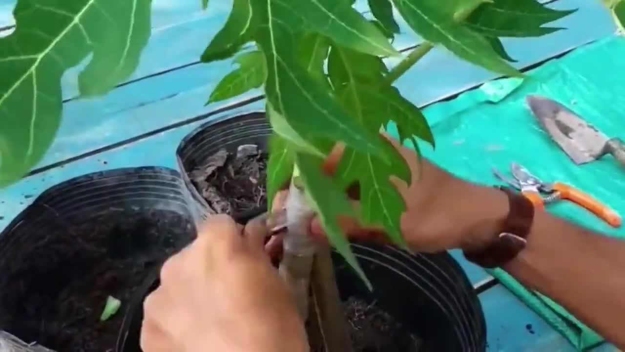 番茄种植新方法,果实成熟特别快,简单一步,农民都夸好!