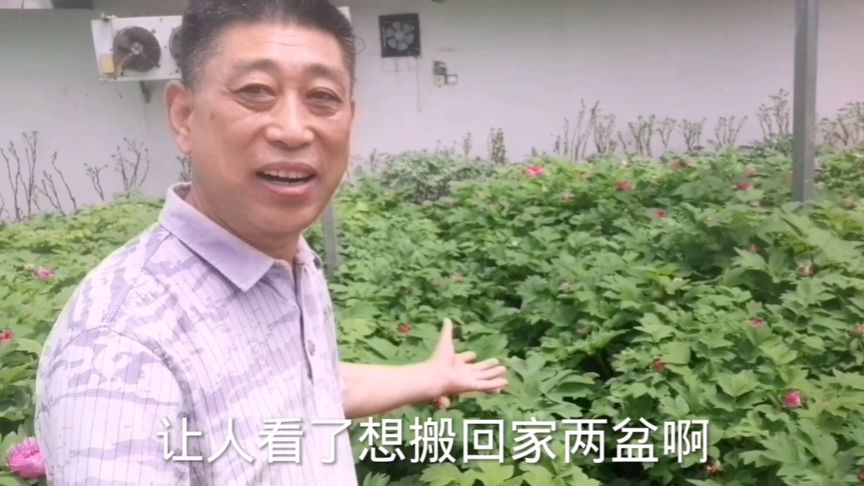 又一批国花牡丹养成将入住中国第十届花卉博览会现场