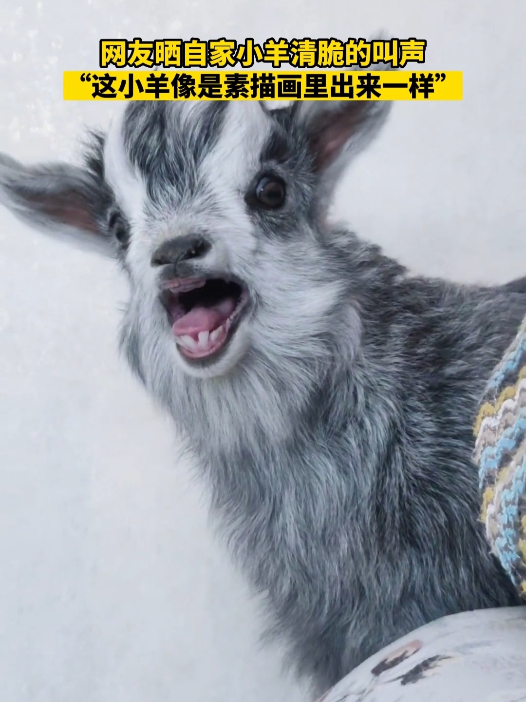 网友晒自家小羊清脆的叫声,"这小羊像是素描画里出来一样"