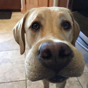 大兴安岭小花猫 