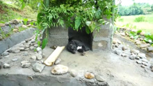 农村大哥给小狗狗搭建狗窝,多么让人羡慕的生活