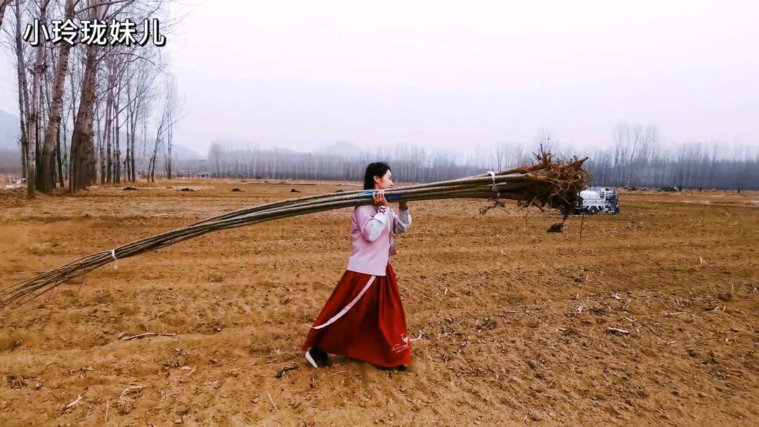 实拍汉服美女植树全过程,这样的种法对吗,简直太有意思了