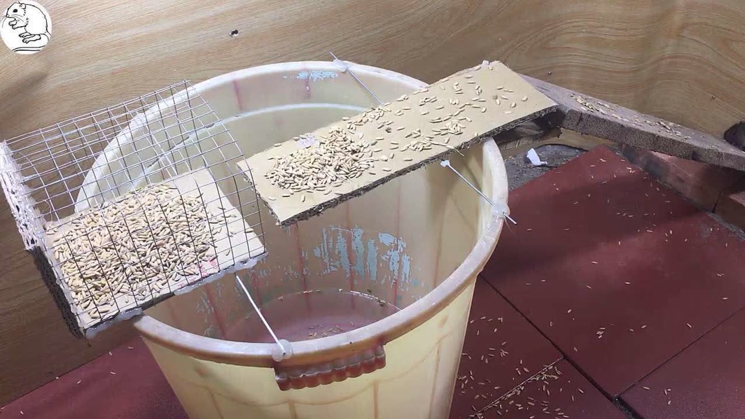用水桶DIY制作一个捕鼠器,效果出奇的好