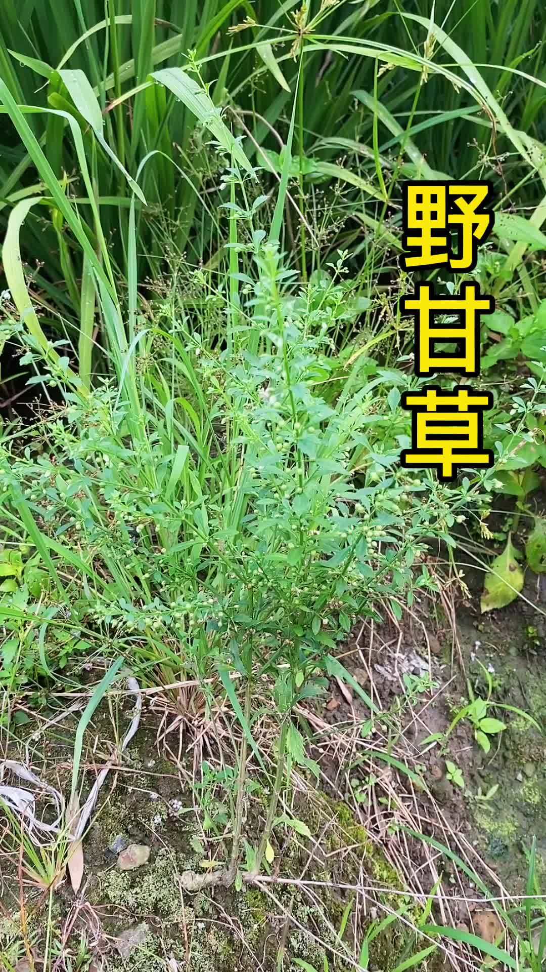农村遍地,特别时期特别用处 #野甘草 #你的家乡有这种...