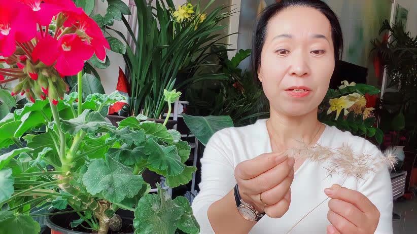 有哪些植物传播种子的方法有哪些