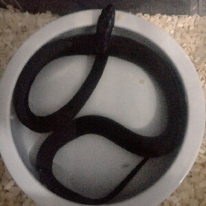 我叫小句号啊 