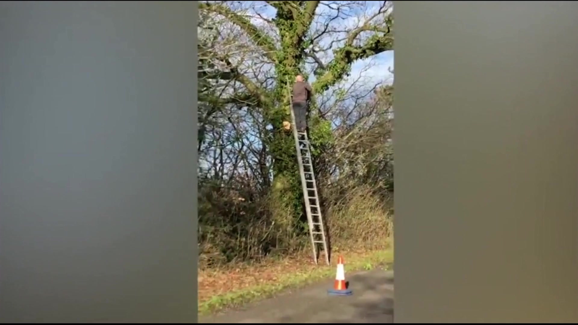 哭笑不得!修树工锯断树枝反被砸中摔下梯子