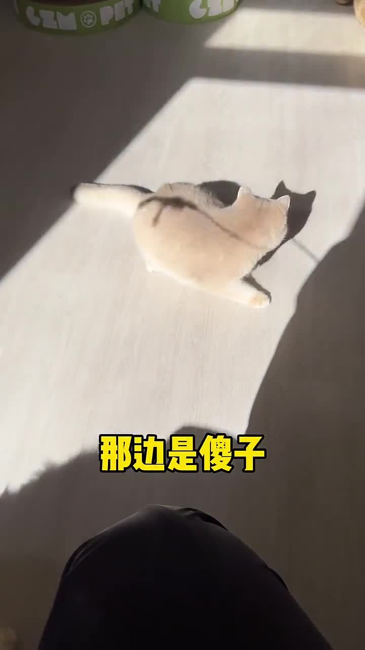 同样是抓不到的逗猫棒,一时间我竟分不清小猫哪边聪明哪边傻