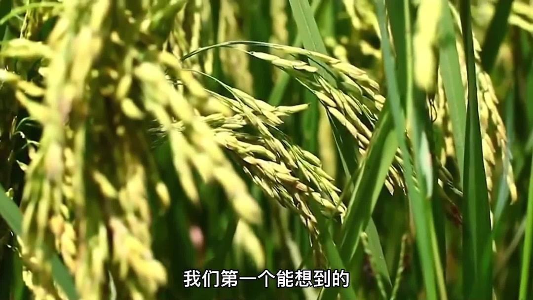 杂交水稻到底有多厉害?分钟带你回顾袁隆平的一生