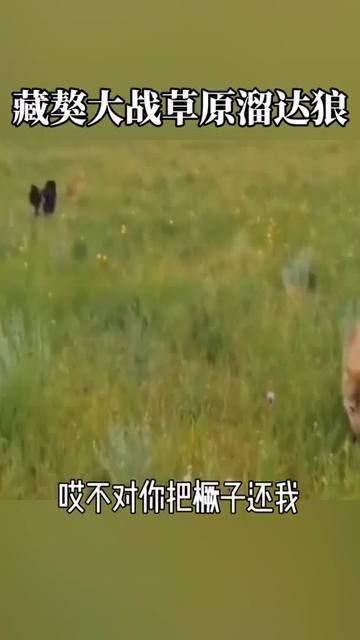 藏獒大战草原溜达狼,哈哈
