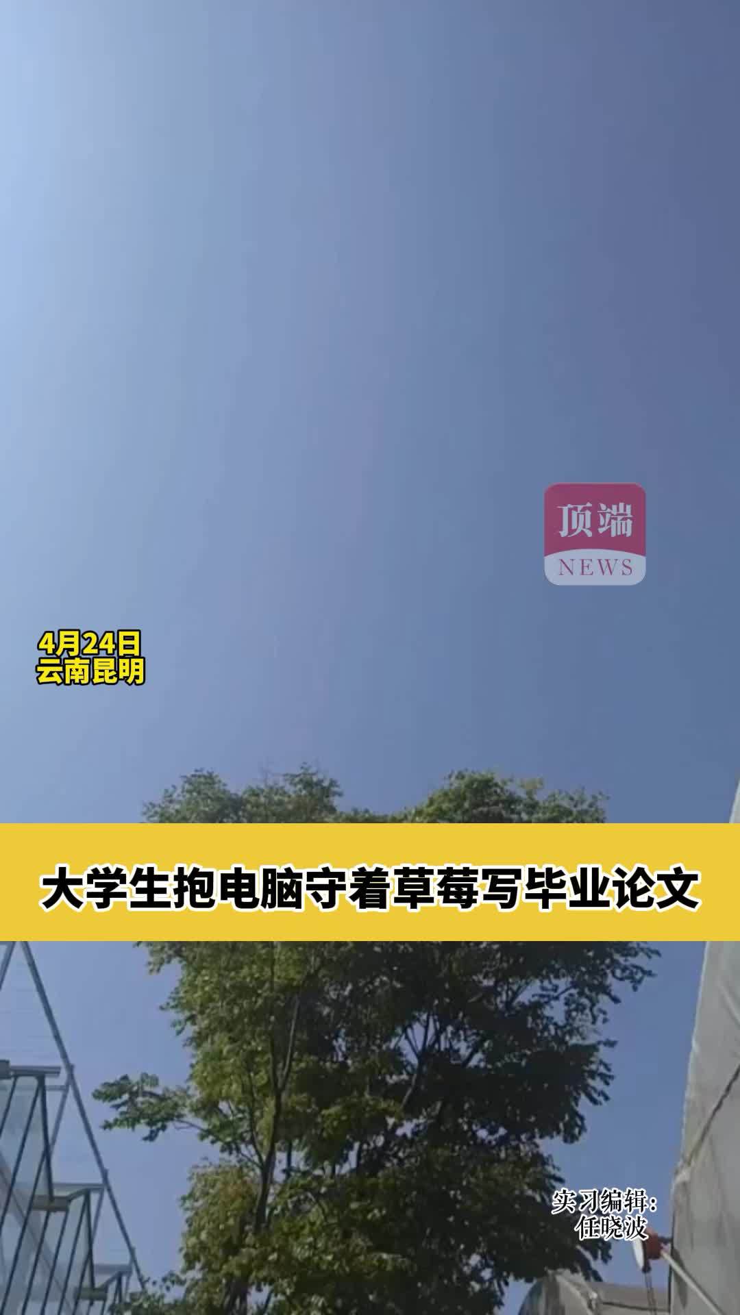 为了毕业论文有多拼!男生抬着电脑守着草莓写论文