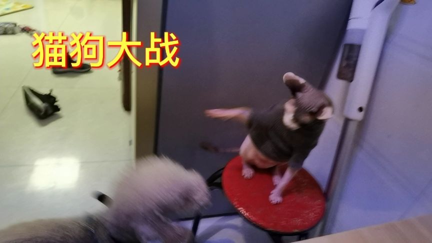 猫和狗打架谁能赢?看看这霸气的眼神就知道了